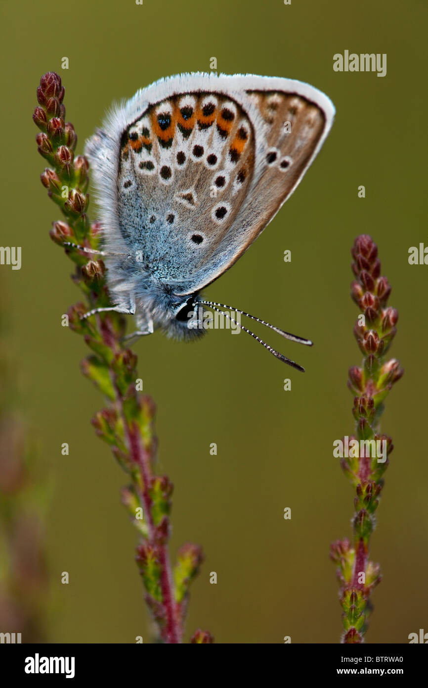 Profile of blue butterfly hi-res stock photography and images - Alamy