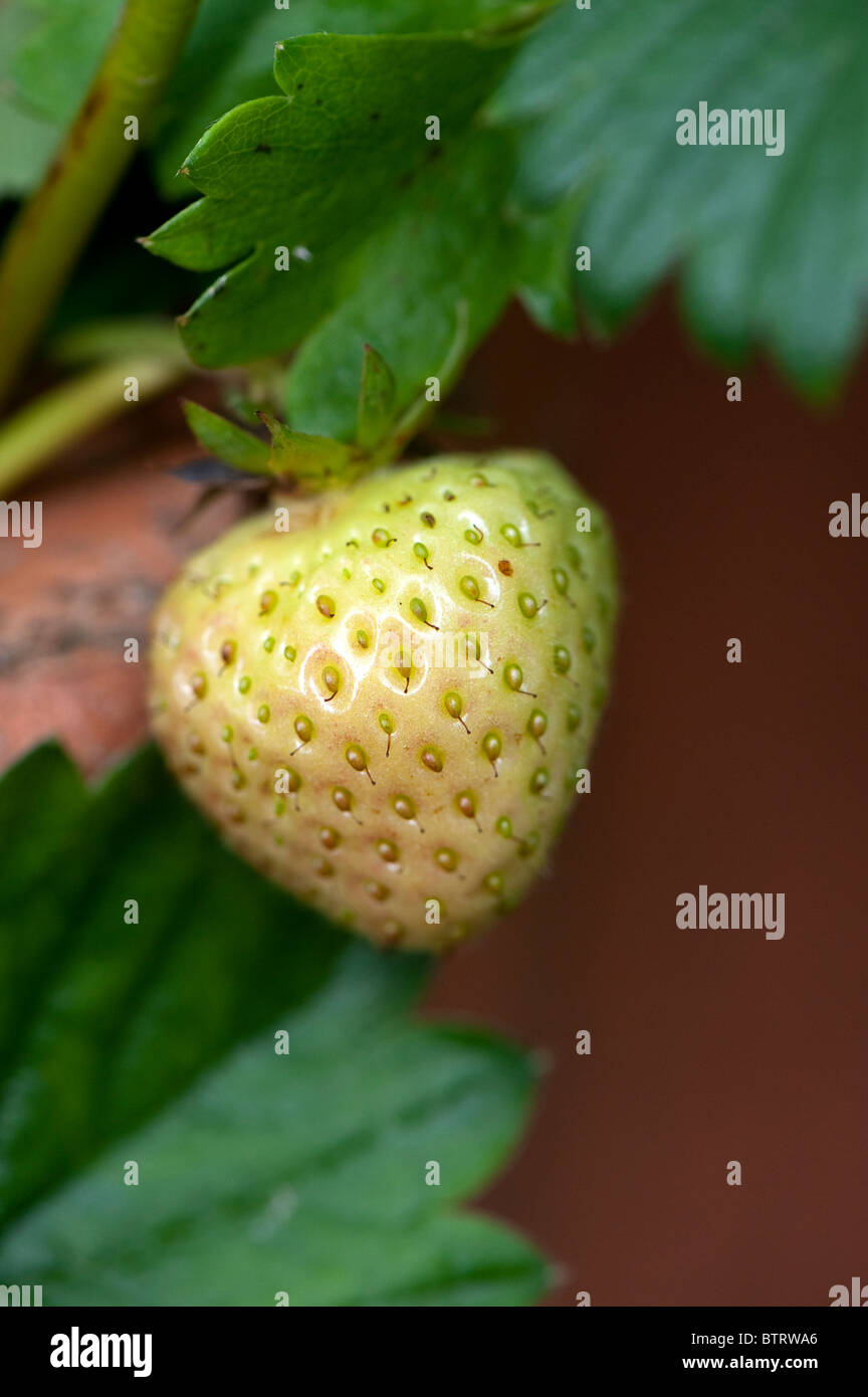 Unripe strawberry hi-res stock photography and images - Alamy