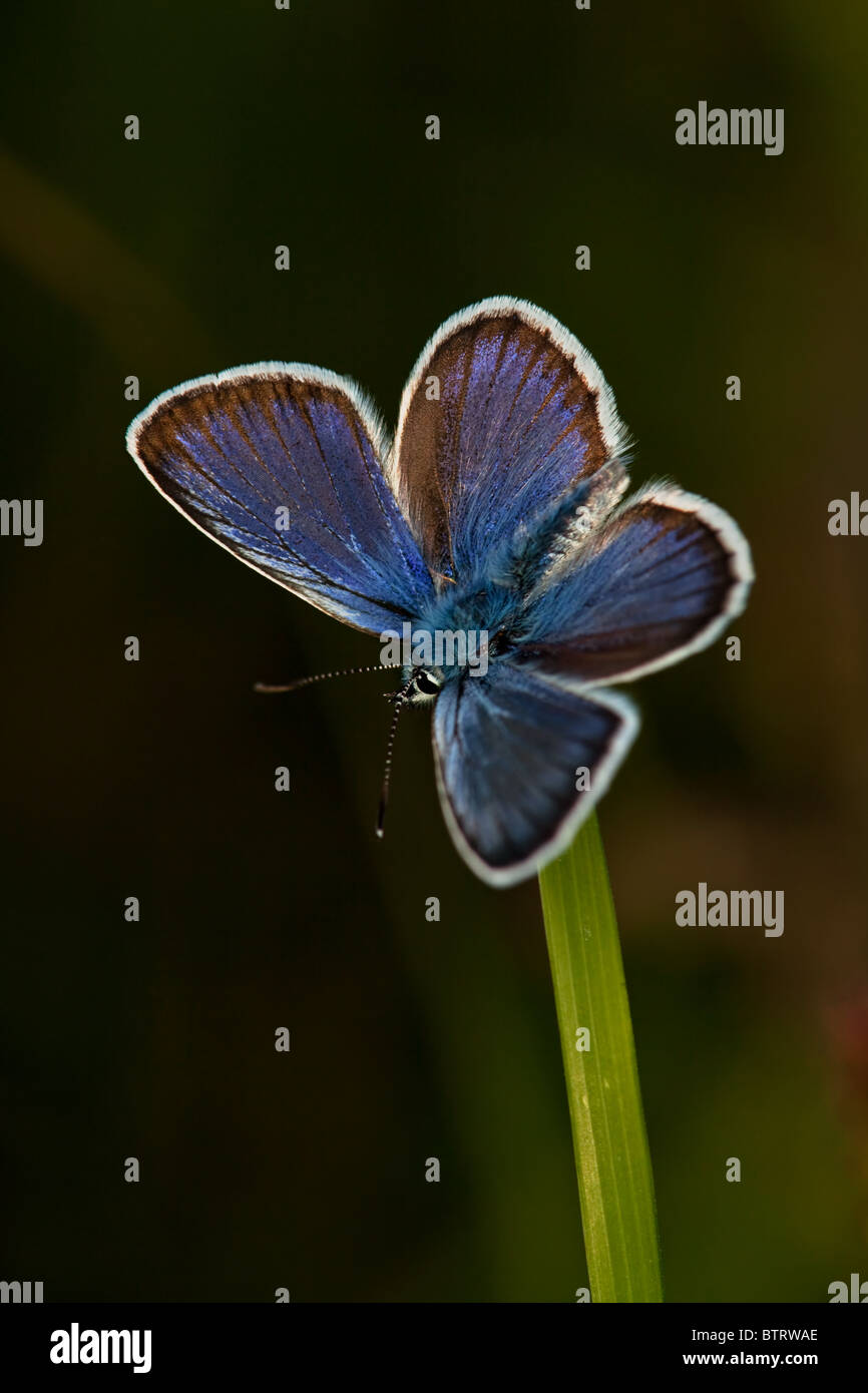 Male Silver-studded Blue Butterfly Plebeius argus, New Forest, England ...
