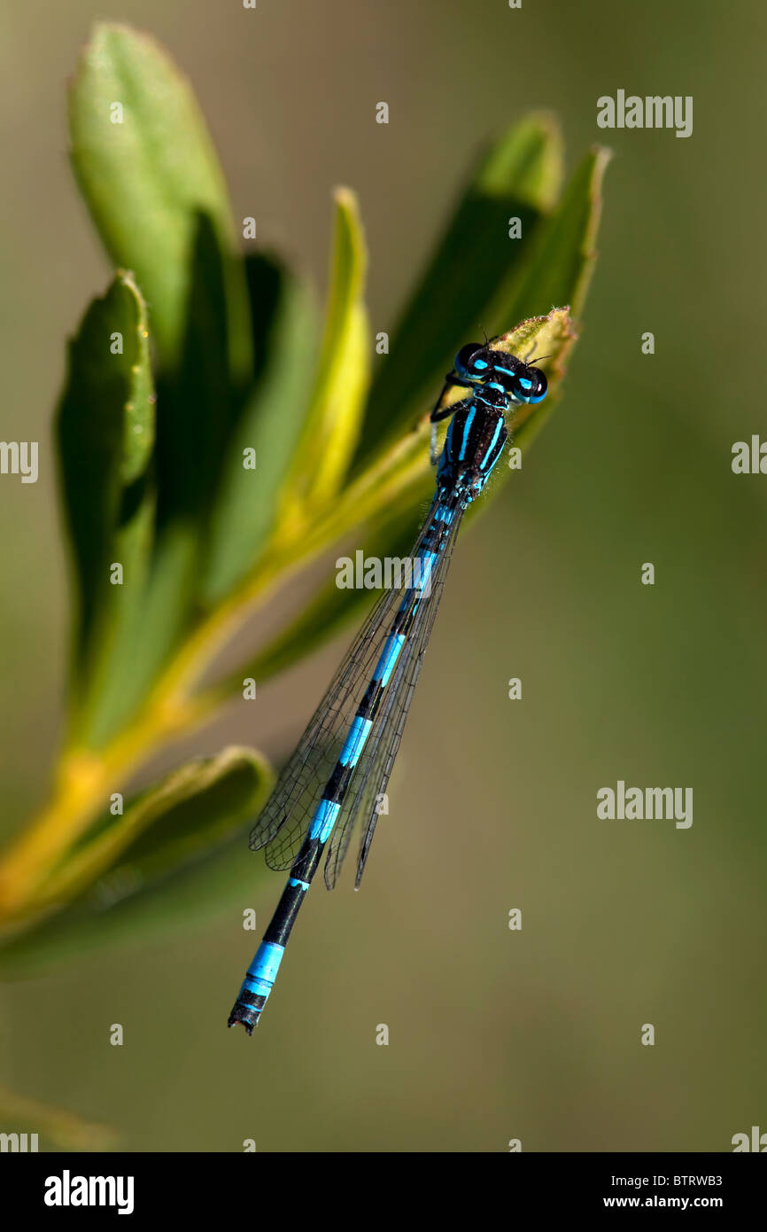 Male Southern Damselfly Coenagrion mercuriale, New Forest, England ...