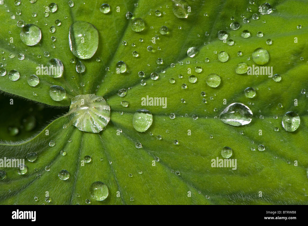 Water droplets on a plant leaf Stock Photo - Alamy