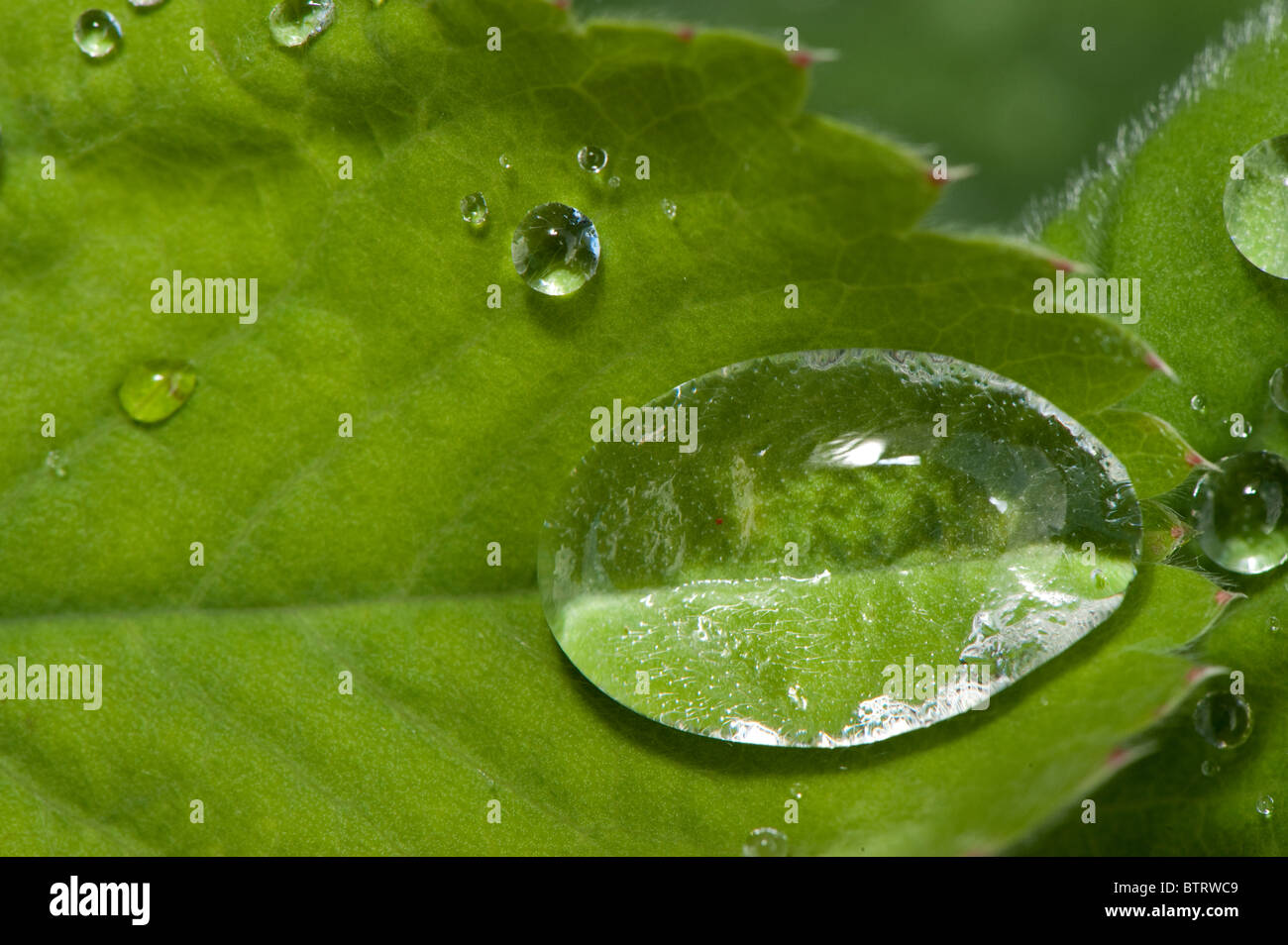 Rainwater on leaf hi-res stock photography and images - Alamy