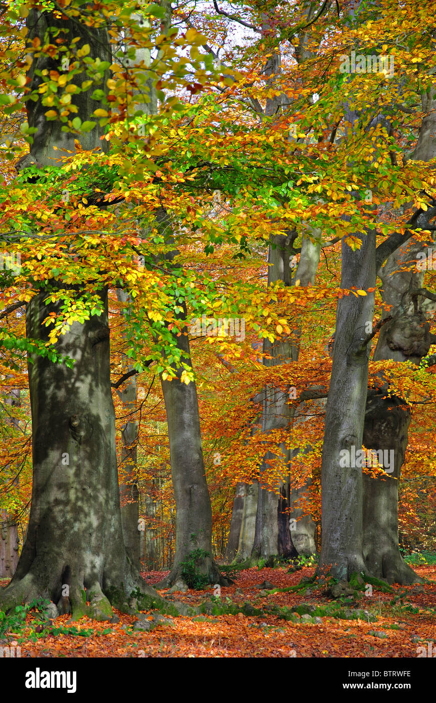 Windsor great parks surrey hi-res stock photography and images - Alamy