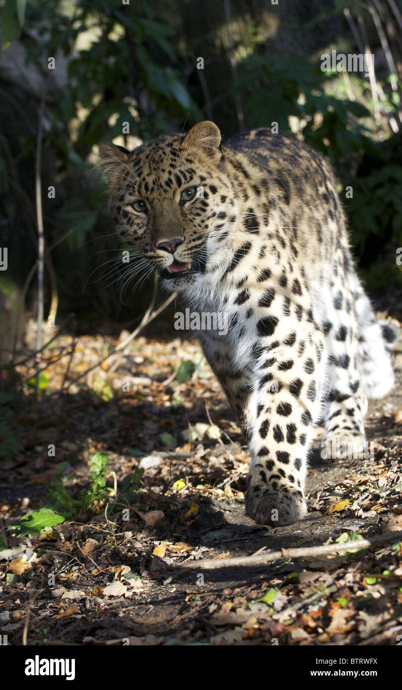 Female Amur leopard walking towards camera Stock Photo - Alamy