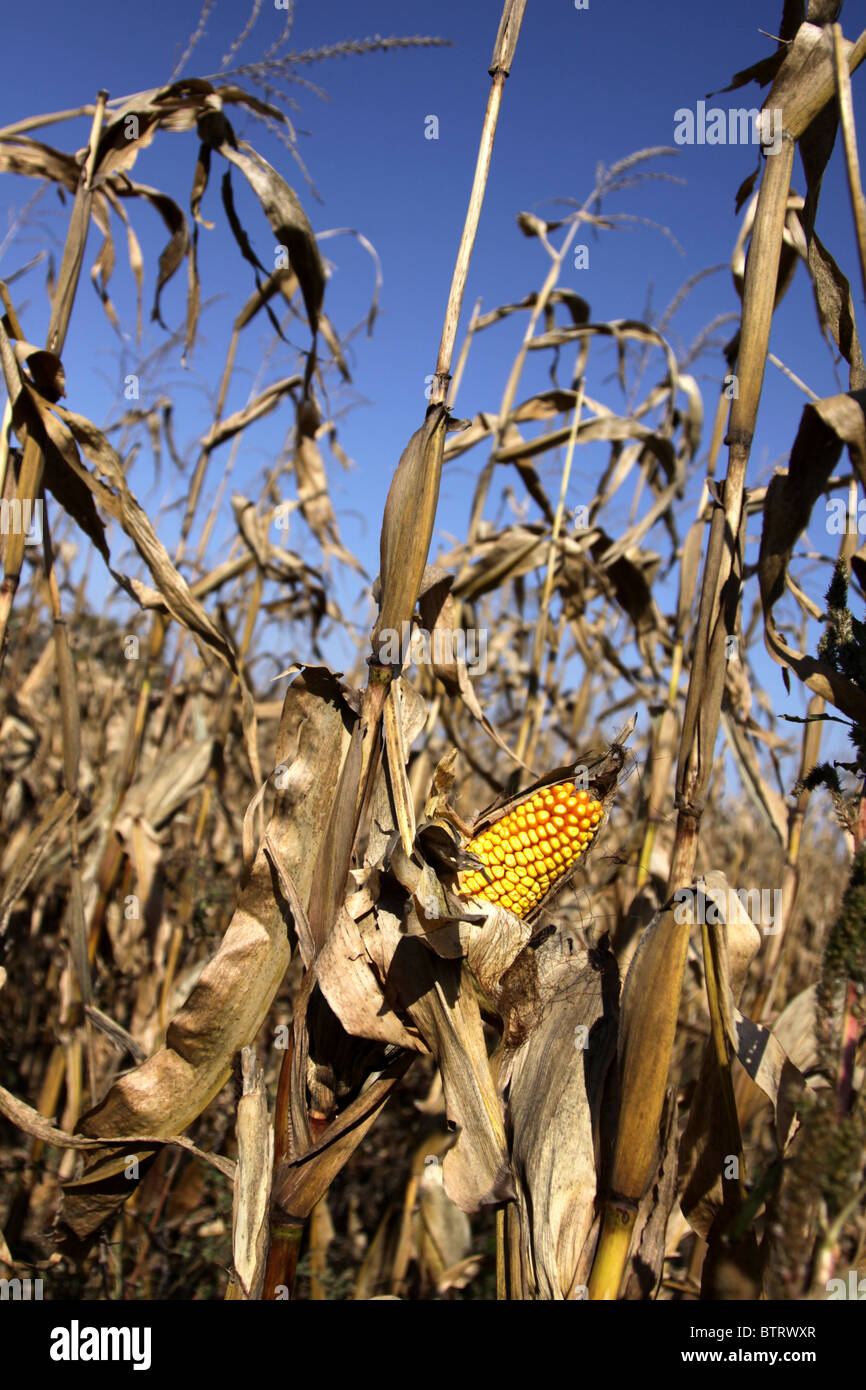 Corn Field at Harvest Stock Photo - Alamy