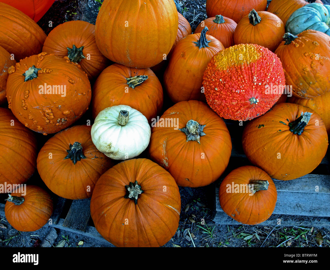 pumpkin pumpkins for sale in fall with orange red silver large and ...