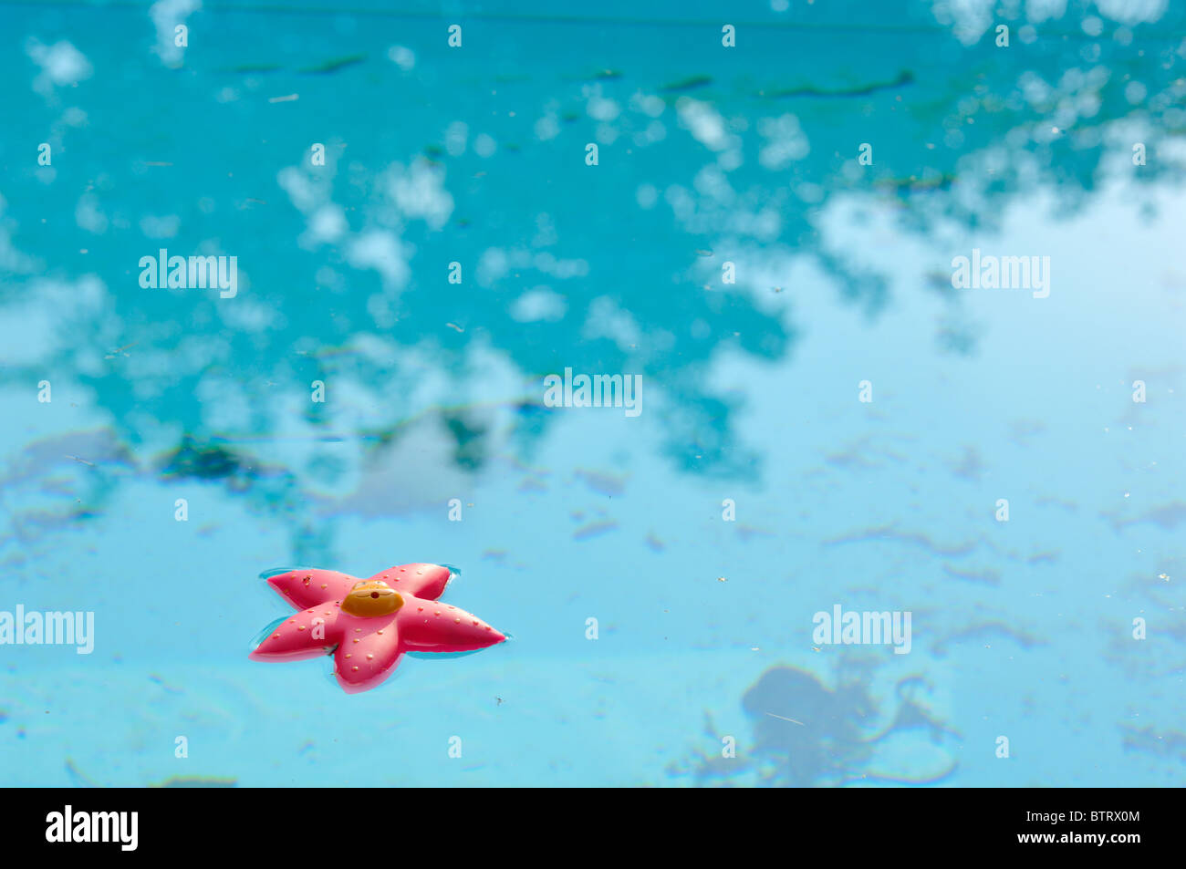 Plastic starfish toy in a (dirty) pool. Tree reflection in the water ...