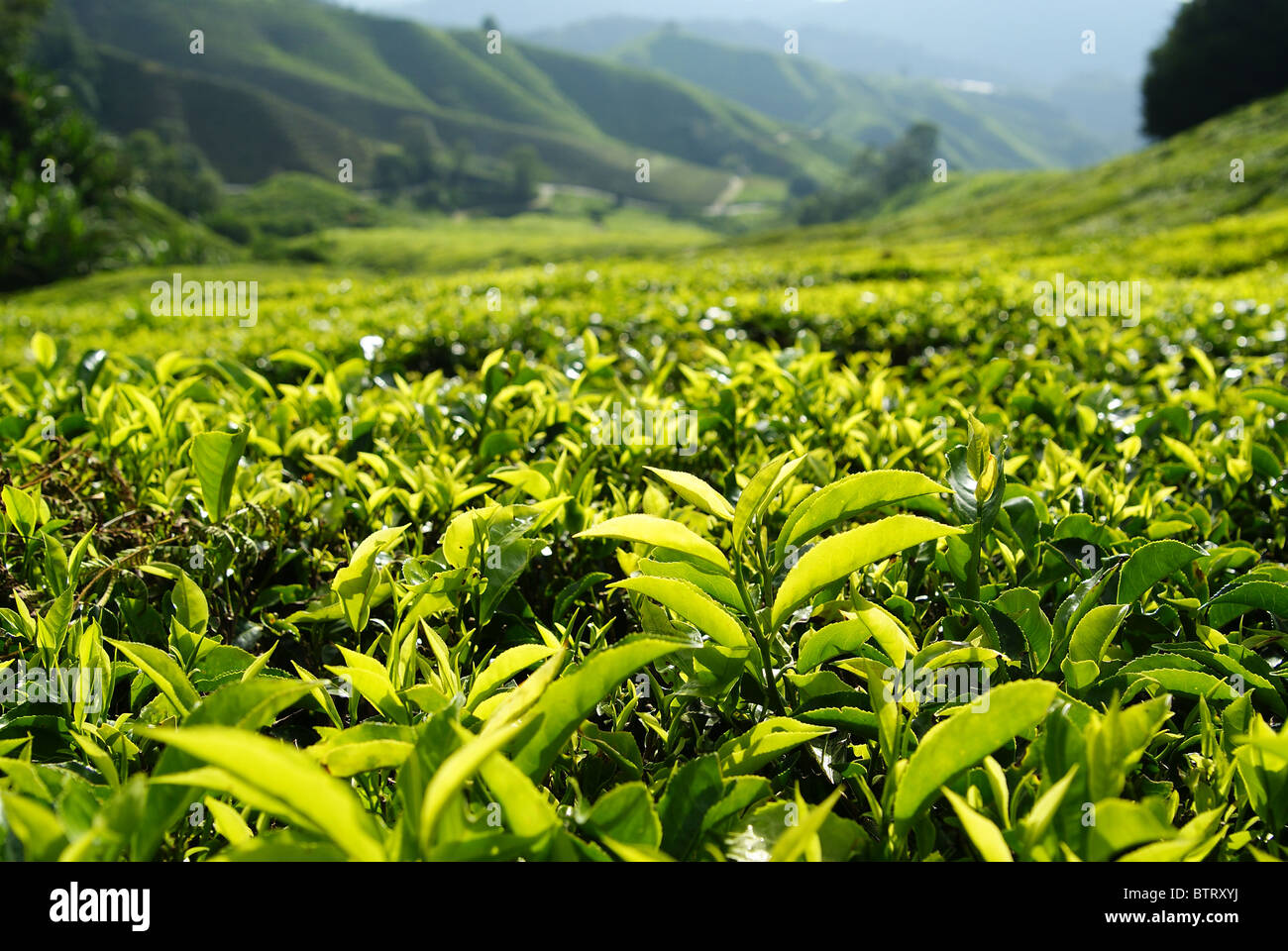 Tea leave close up Stock Photo - Alamy