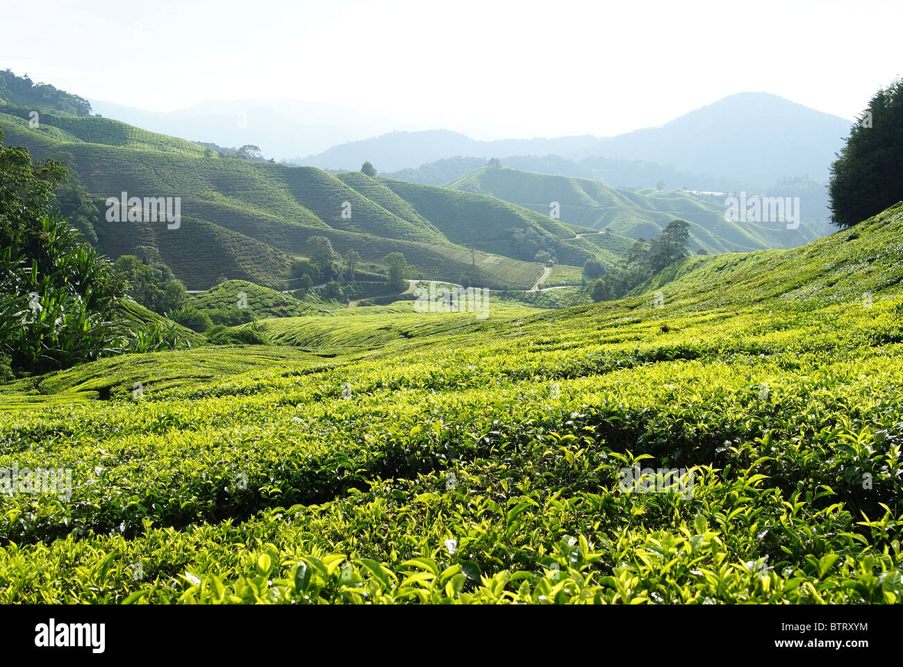 Morning view tea plantation hi-res stock photography and images - Alamy
