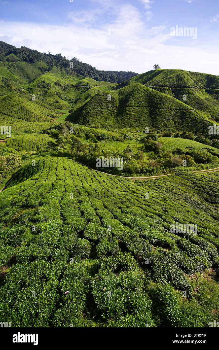 Tea Plantation Stock Photo - Alamy