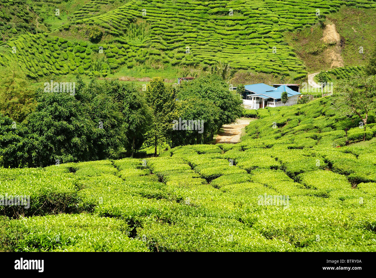 Tea Plantation at Cameron Highland Stock Photo - Alamy