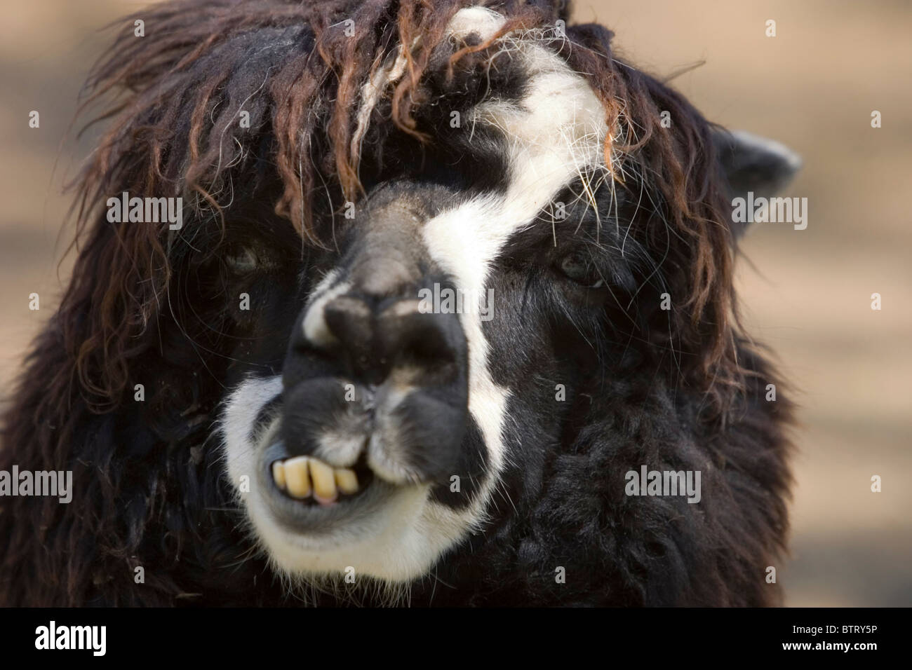 Lama spit hi-res stock photography and images - Alamy