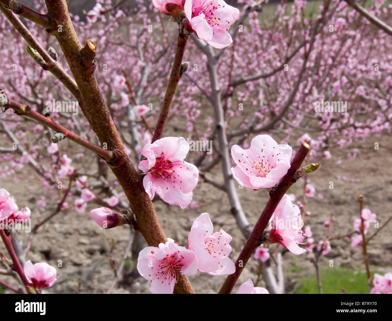 Hairy peach hi-res stock photography and images - Alamy