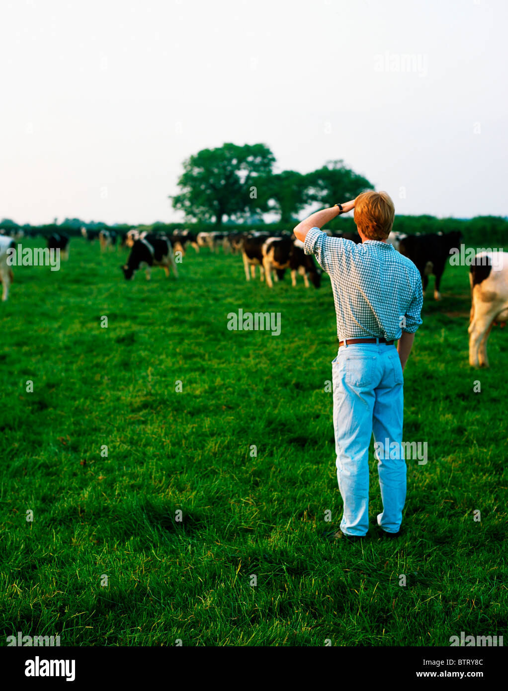 Farmer Checking Cattle Stock Photo - Alamy