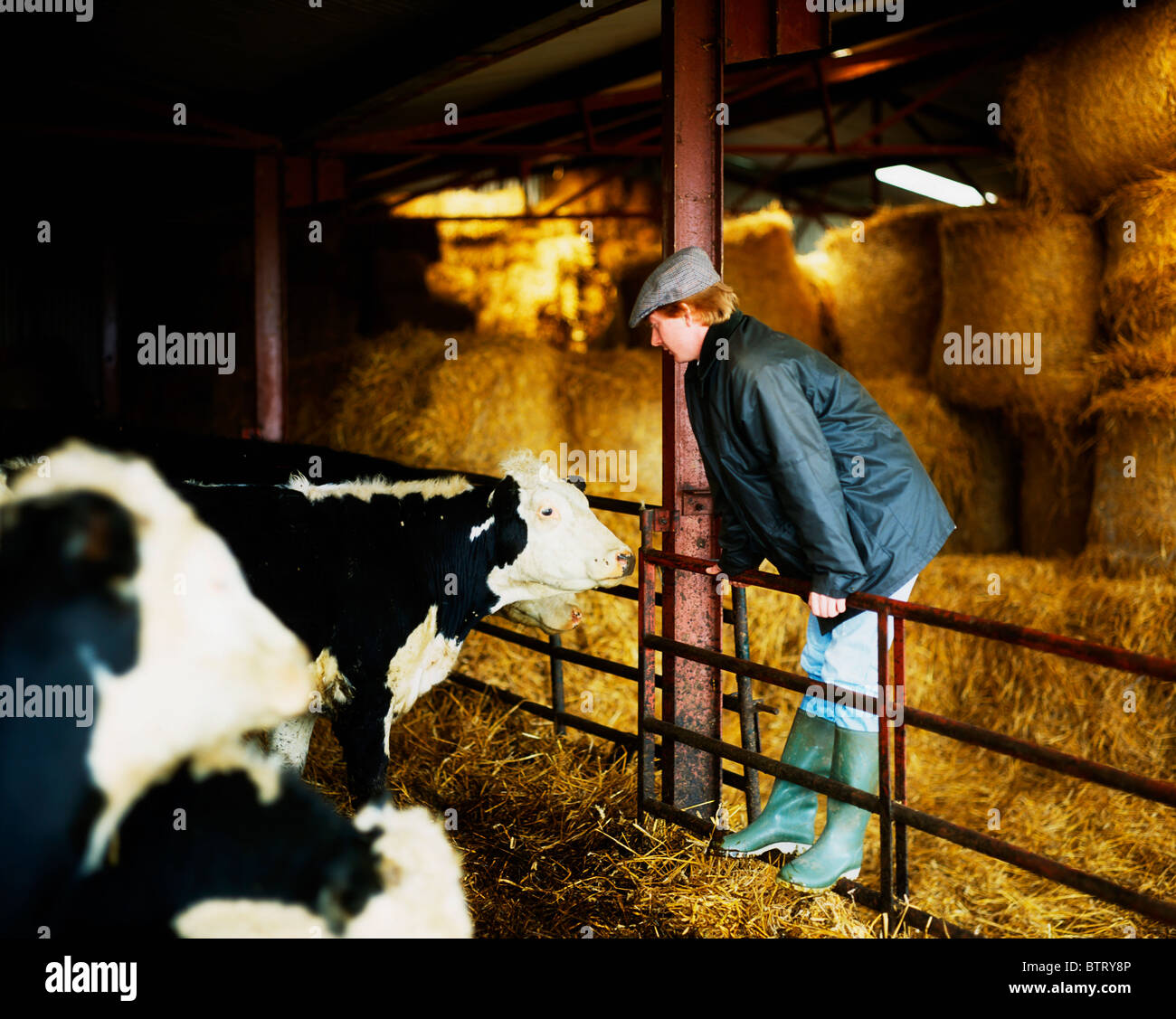 Farmer Checking Cattle, Ireland Stock Photo - Alamy