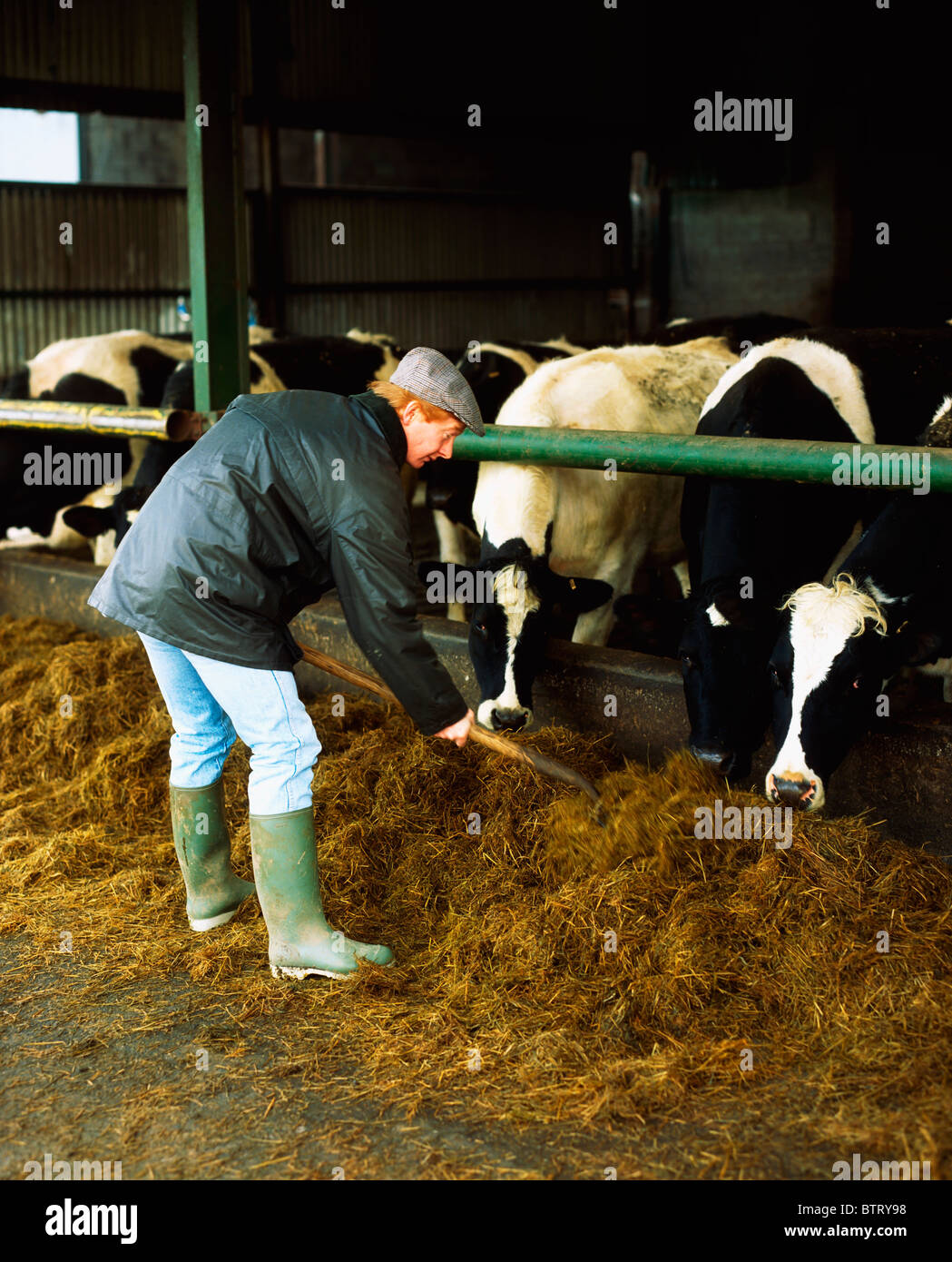 Farmer Feeding Silage To His Cattle Stock Photo - Alamy