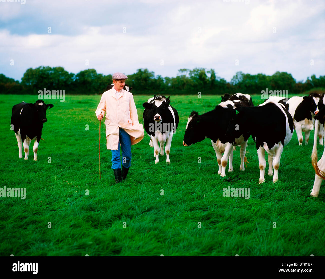 Farmer Checking Cattle Stock Photo - Alamy