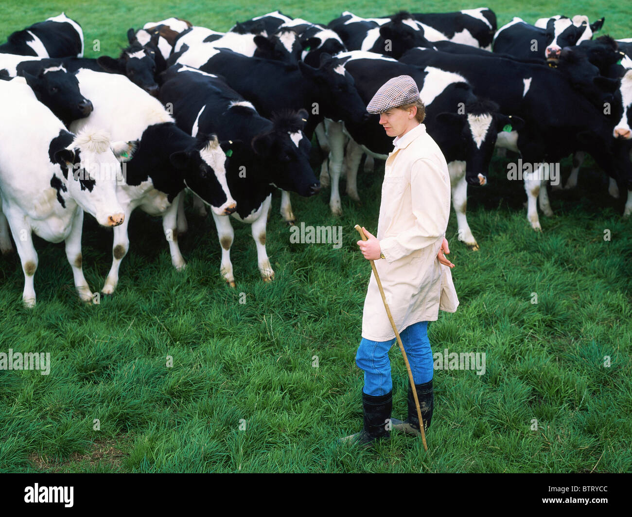 Farmer With Friesian Cows, Ireland Stock Photo - Alamy