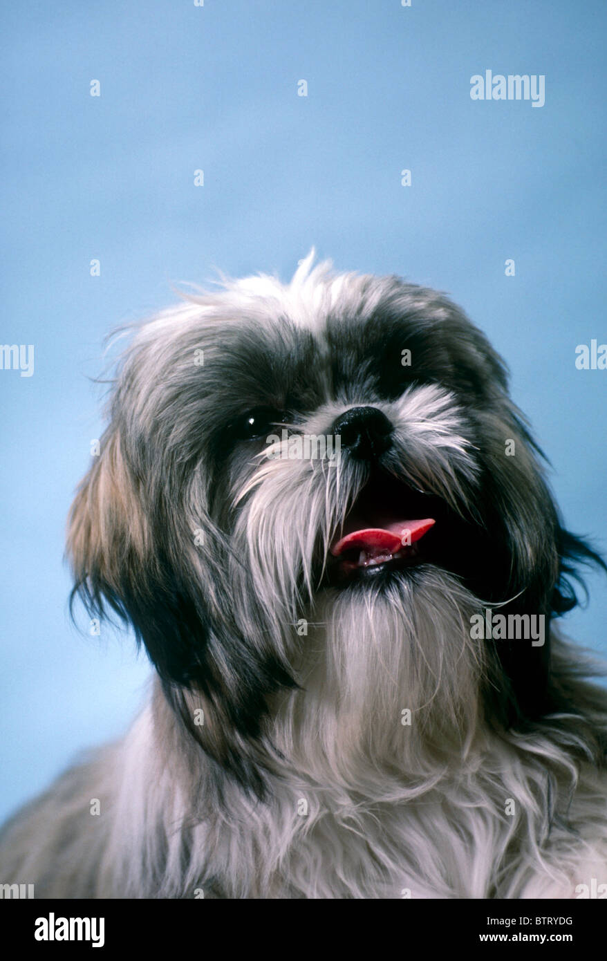 The Chinese Shih Tzu breed, one of the most ancient dog breeds in the ...