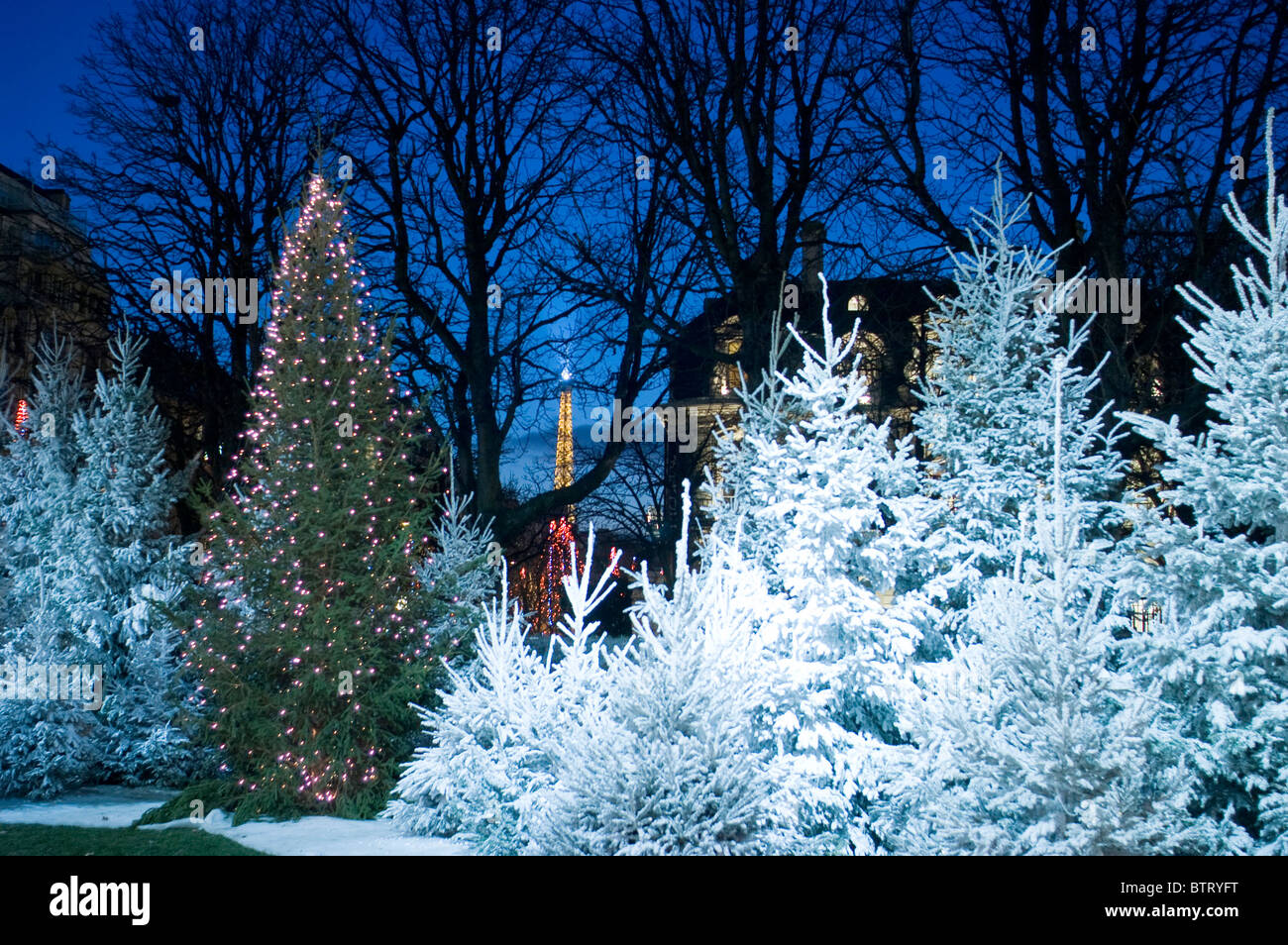 Paris, France, Christmas Trees Lighting on Street, Ave. Montaigne, at ...