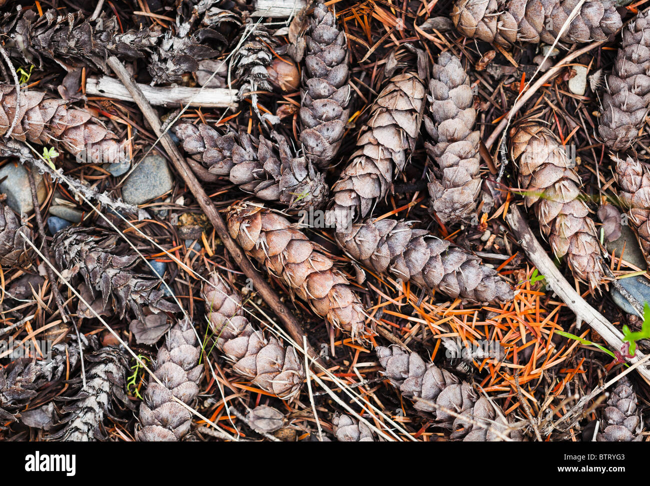 Pinecones on the ground close up hi-res stock photography and images ...