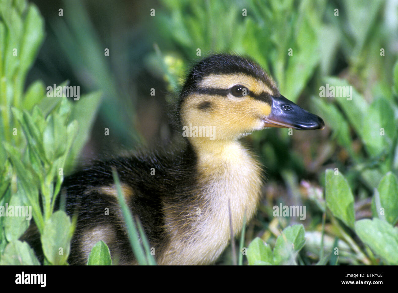 Cute juvenile Mallard duckling, Anas platyrhynchos, a dabbling duck ...