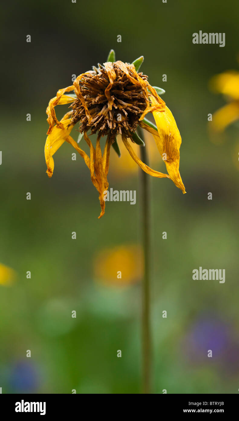 Flowers stem drooping hi-res stock photography and images - Alamy