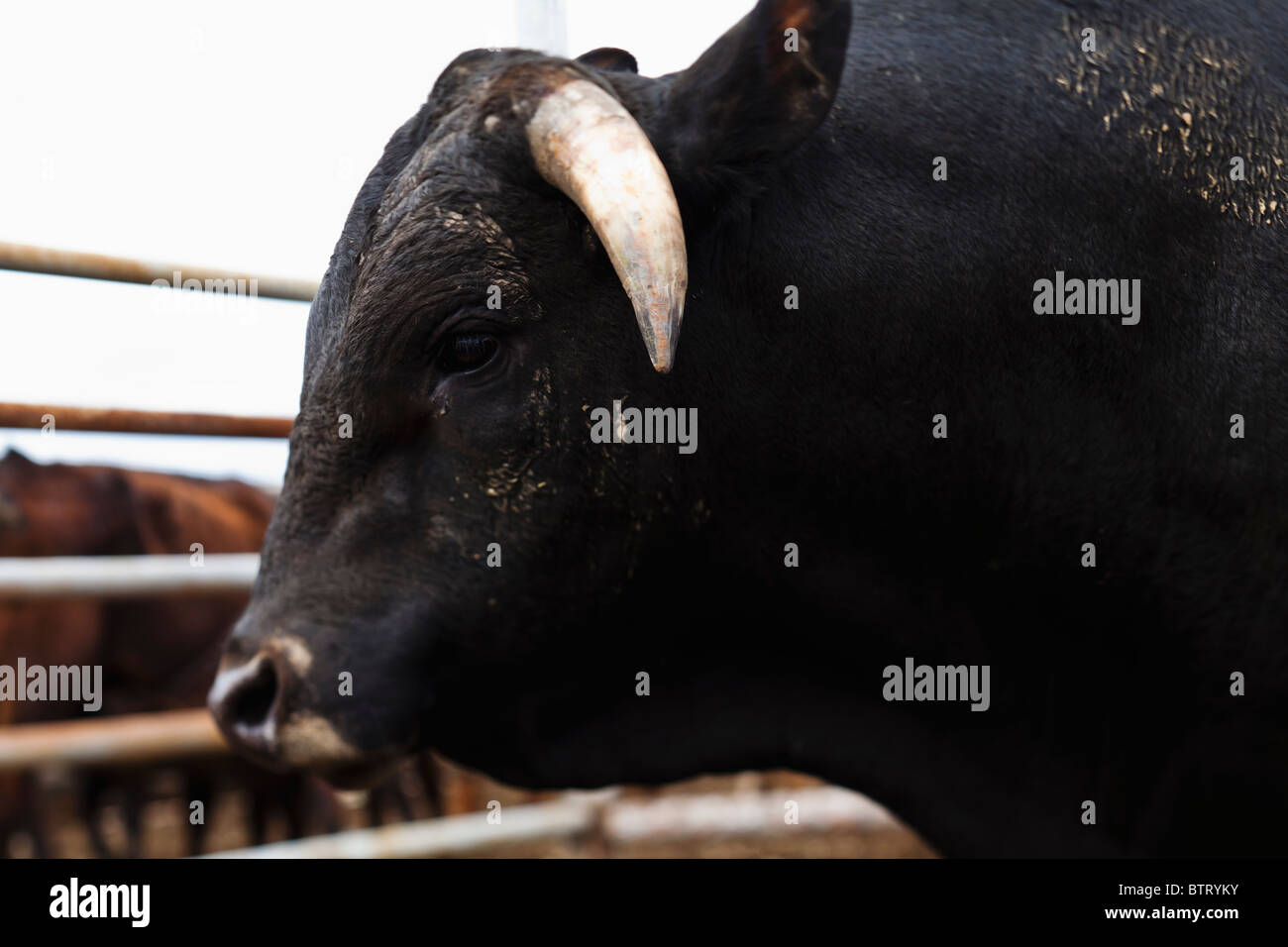 Bull in a pen hi-res stock photography and images - Alamy