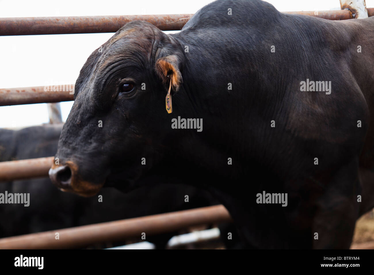 Bull Pen High Resolution Stock Photography and Images - Alamy