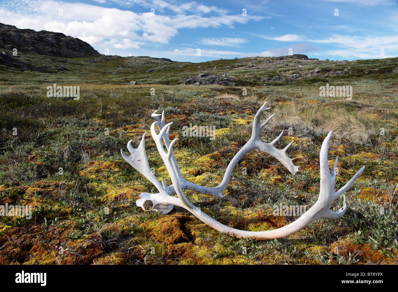 reindeer antlers in Arctic tundra Stock Photo - Alamy
