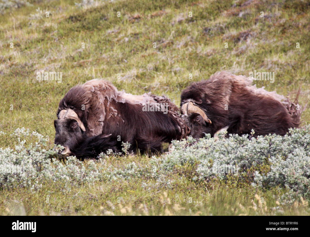 male bulls musk ox Ovibos moschatus chasing Stock Photo - Alamy