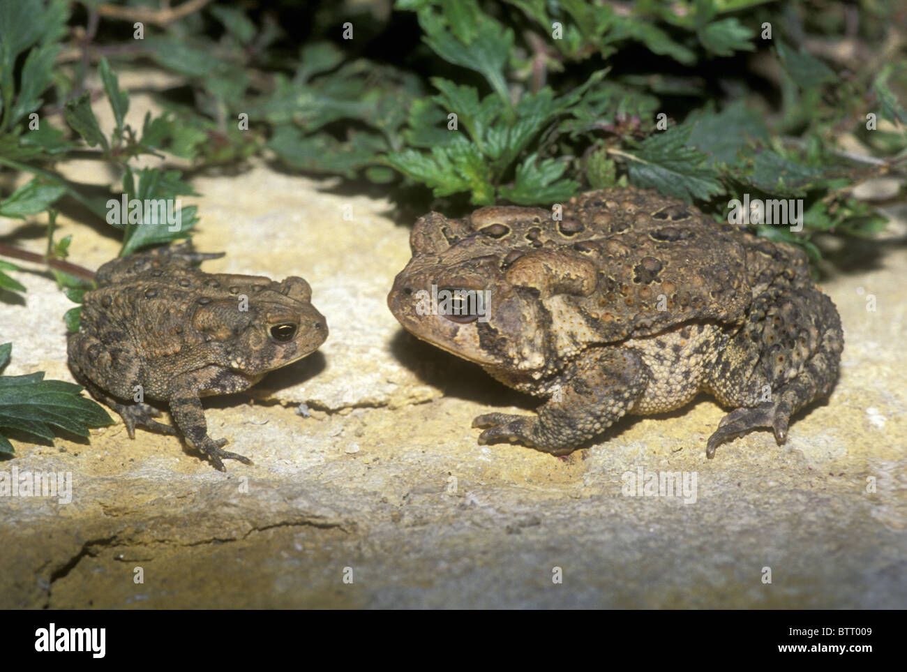 Two American toads, Bufo Americanus, a small and large one sit face to ...