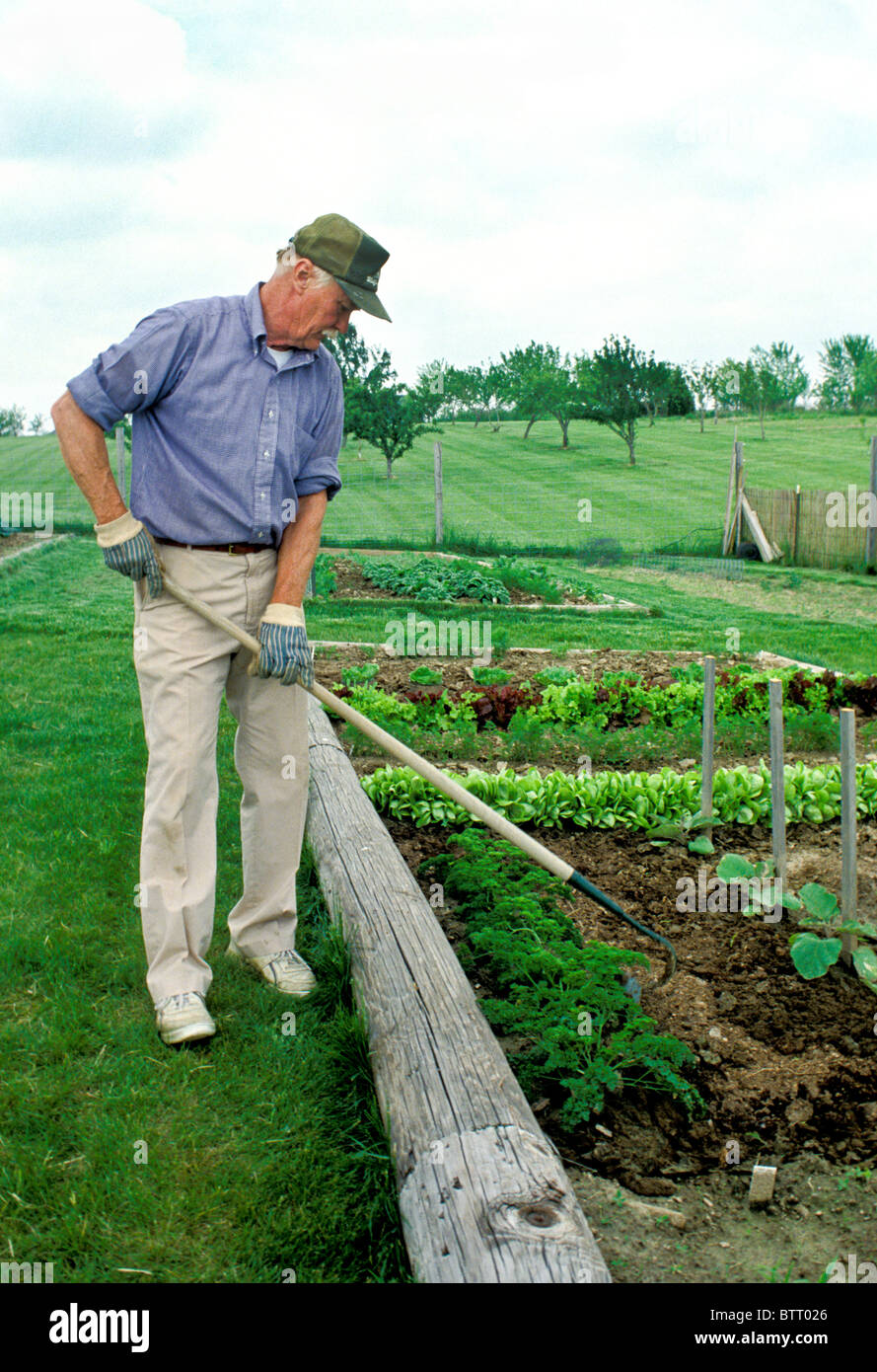 Older man hoeing community or multi-family vegetable garden Stock Photo ...