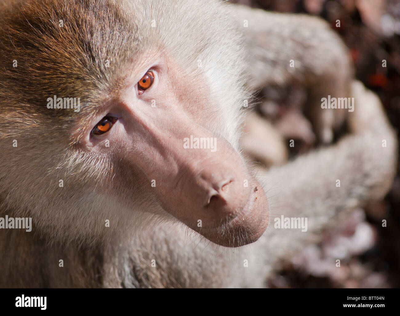 Baboons head hi-res stock photography and images - Alamy
