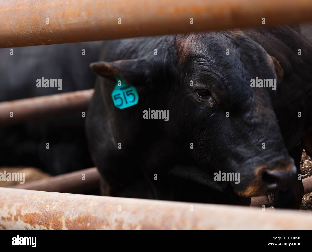 Bull in a pen hi-res stock photography and images - Alamy