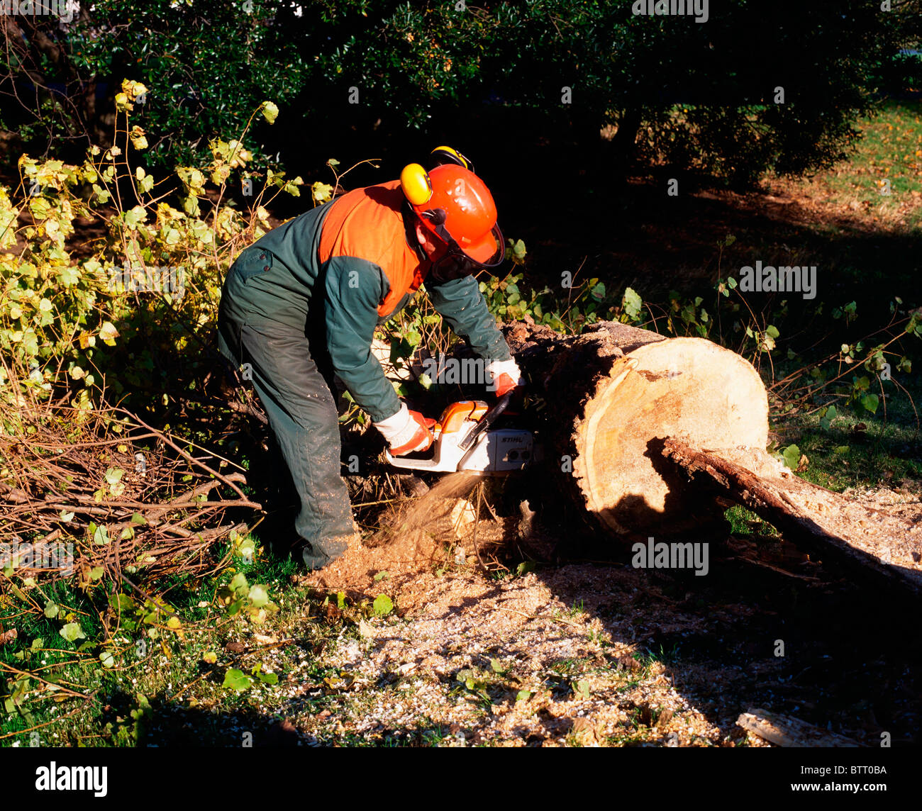 Forestry, Tree Surgeon, Ireland Stock Photo - Alamy
