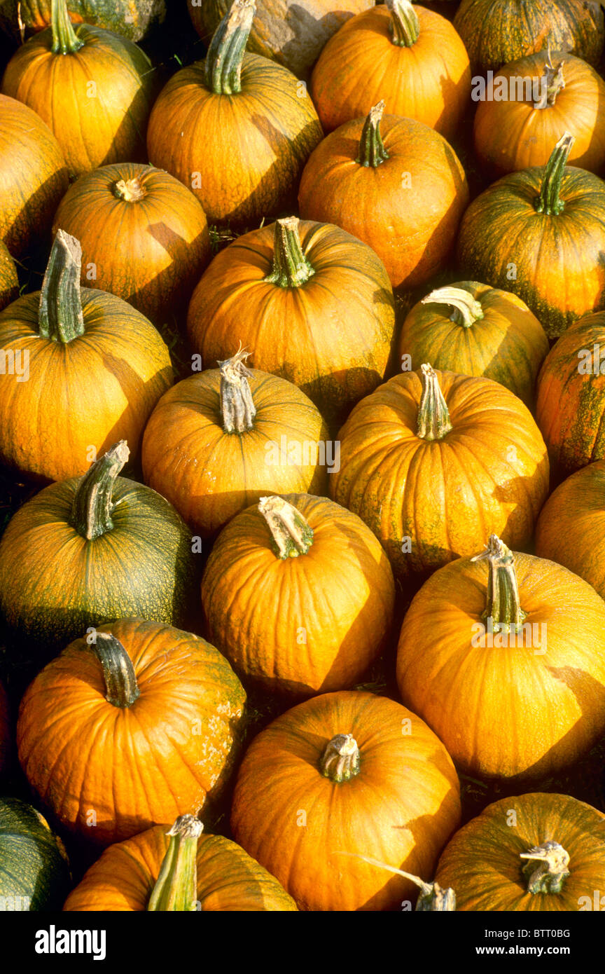 Fall pumpkins grouped for sale at a farmers stand in pumpkin festival ...
