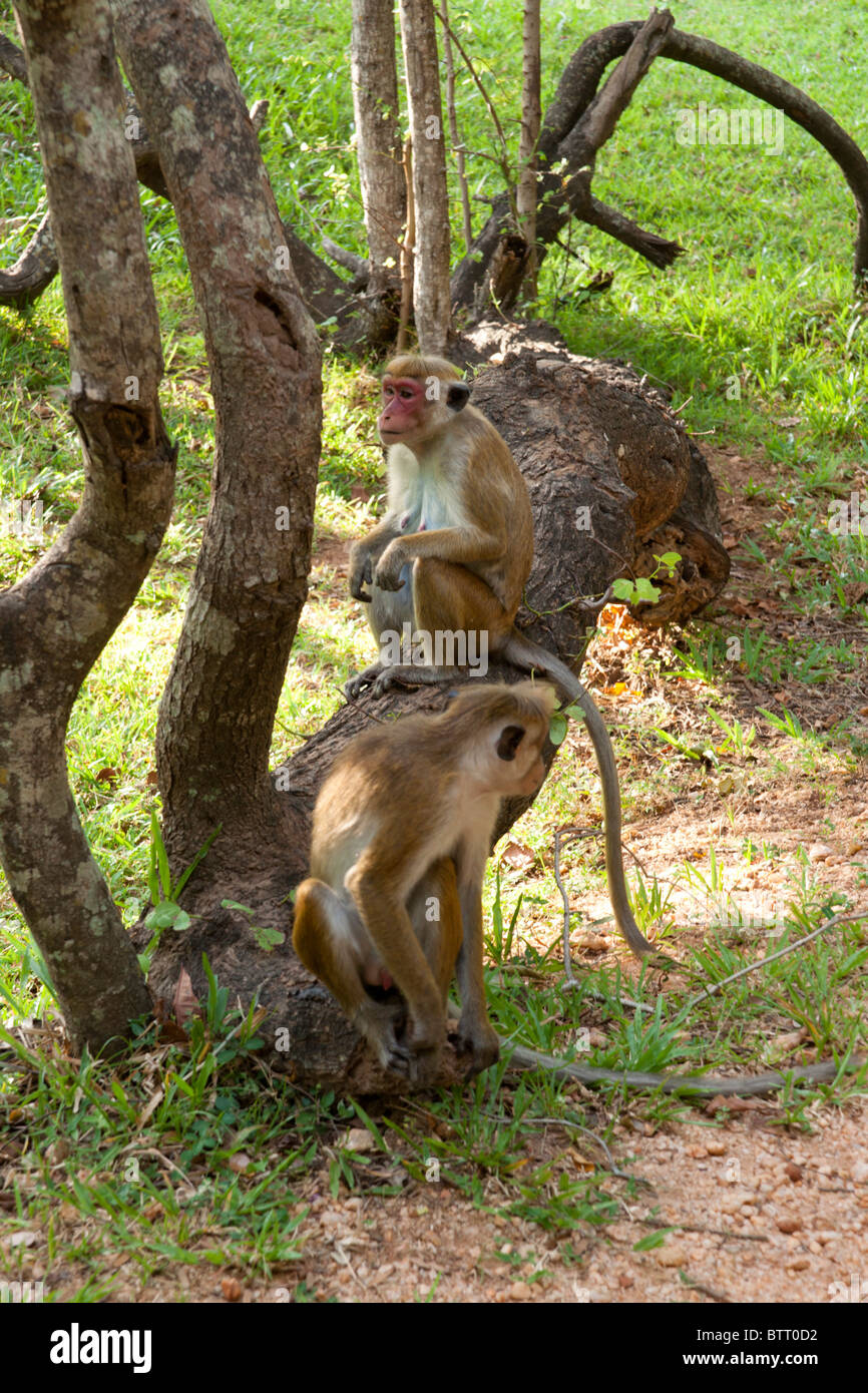 Red faced macaque hi-res stock photography and images - Alamy