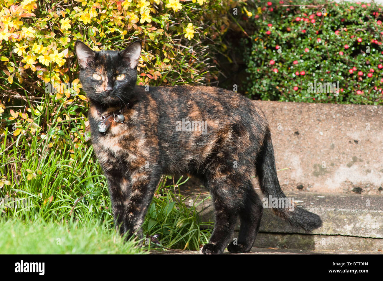 Brindle cat High Resolution Stock Photography and Images - Alamy