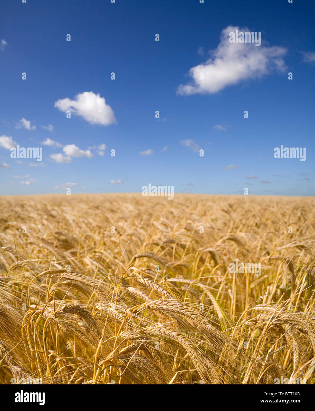 Barley field malt hi-res stock photography and images - Alamy