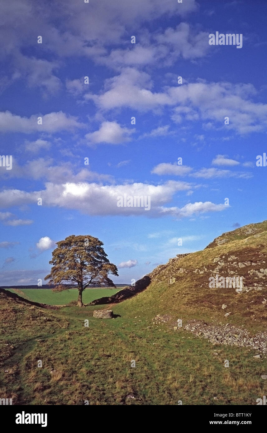 Sycamore tree hadrians gap hi-res stock photography and images - Alamy