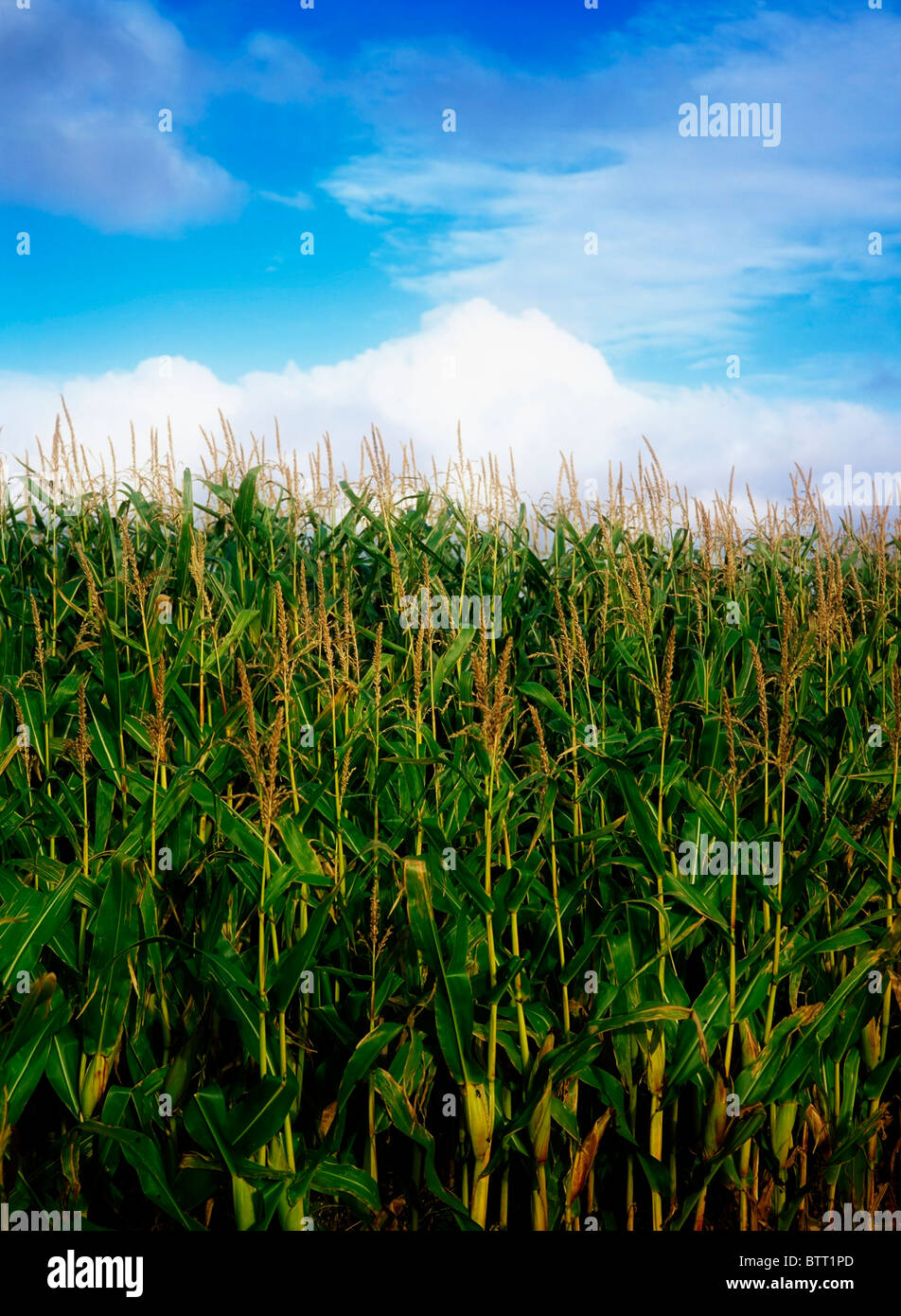Maize stocks hi-res stock photography and images - Alamy