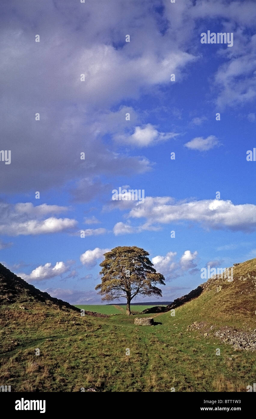 Sycamore tree hadrians gap hi-res stock photography and images - Alamy