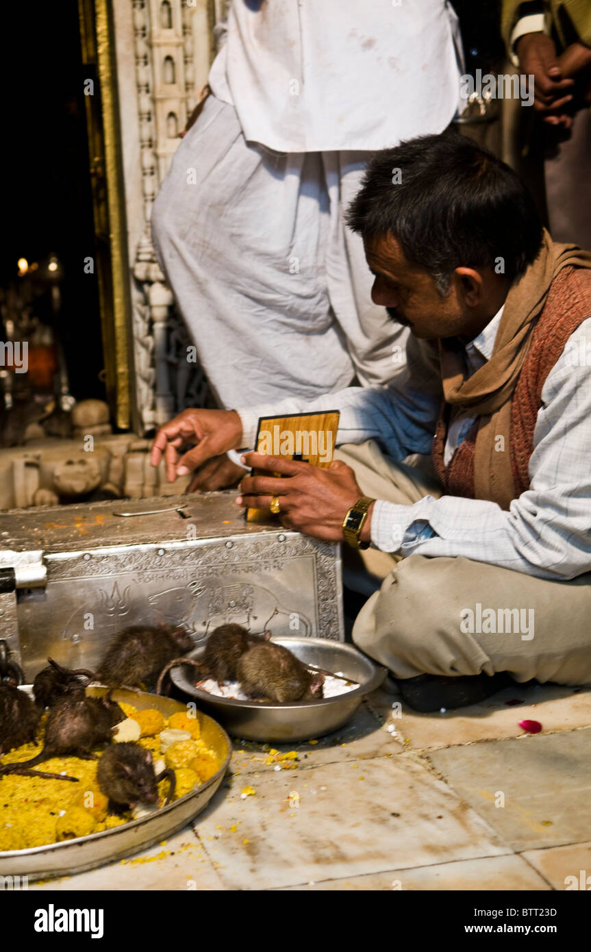 A Hindu puja with Rats at the bizarre Karni Mata Rat temple in Deshnok ...