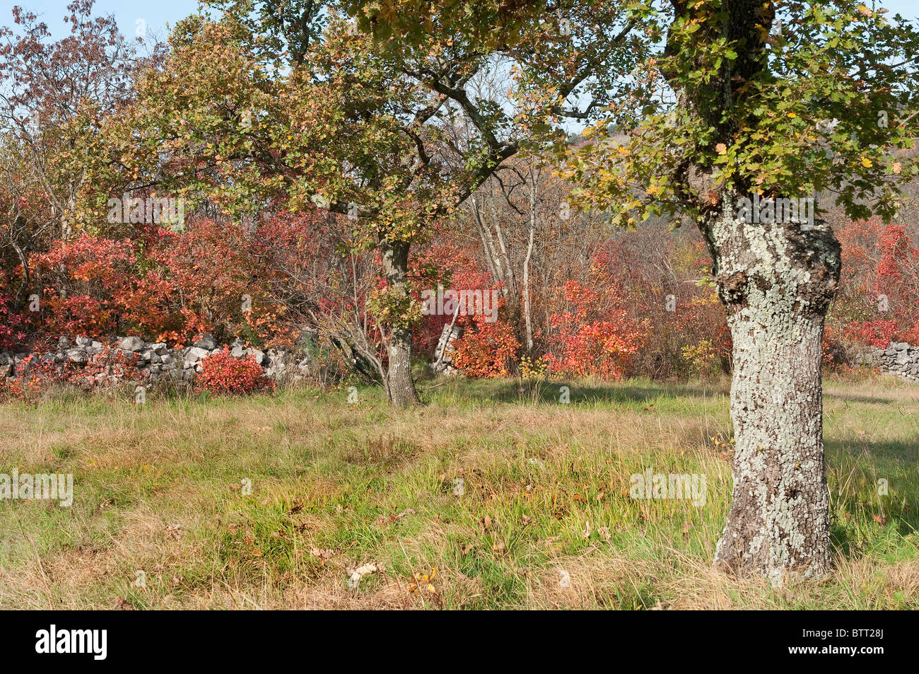 The Karstic landscape in autumn Stock Photo - Alamy