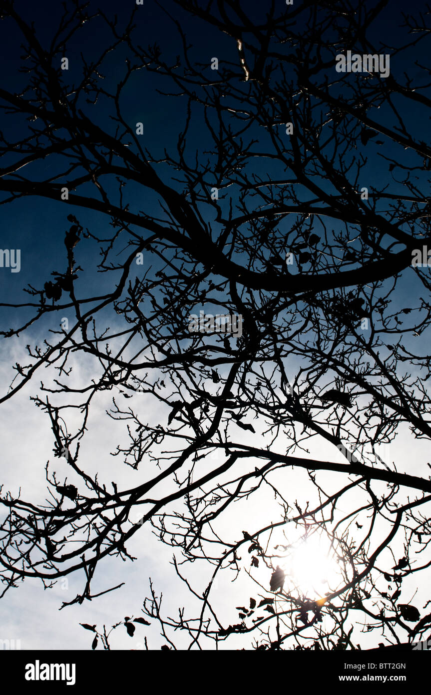 tree branches in backlighting Stock Photo - Alamy