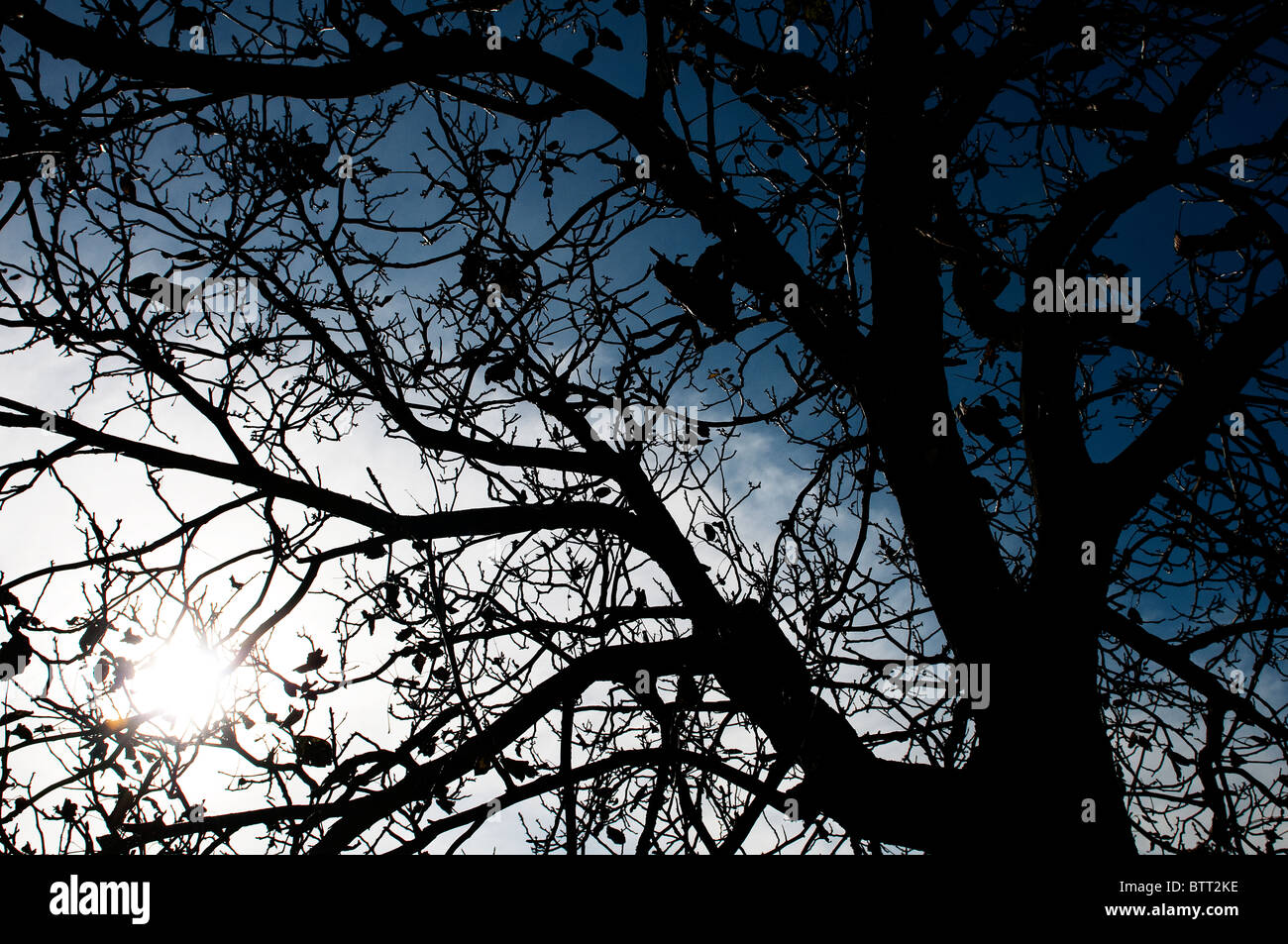 Backlighting in nature hi-res stock photography and images - Alamy