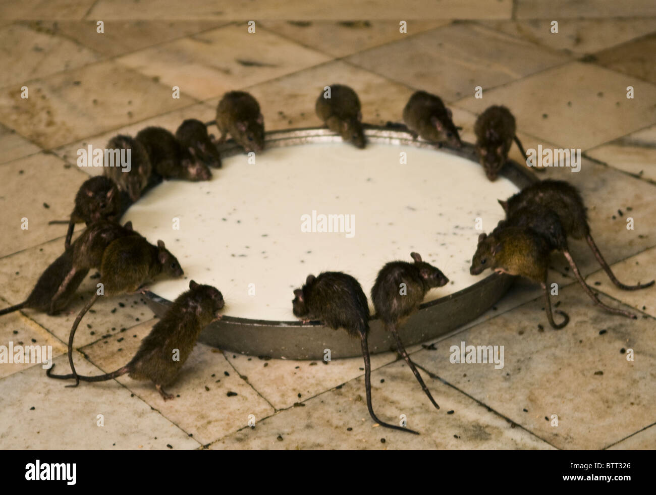 Rats drinking milk hi-res stock photography and images - Alamy