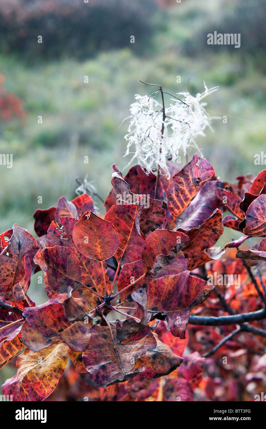 The Karstic landscape in autumn Stock Photo - Alamy