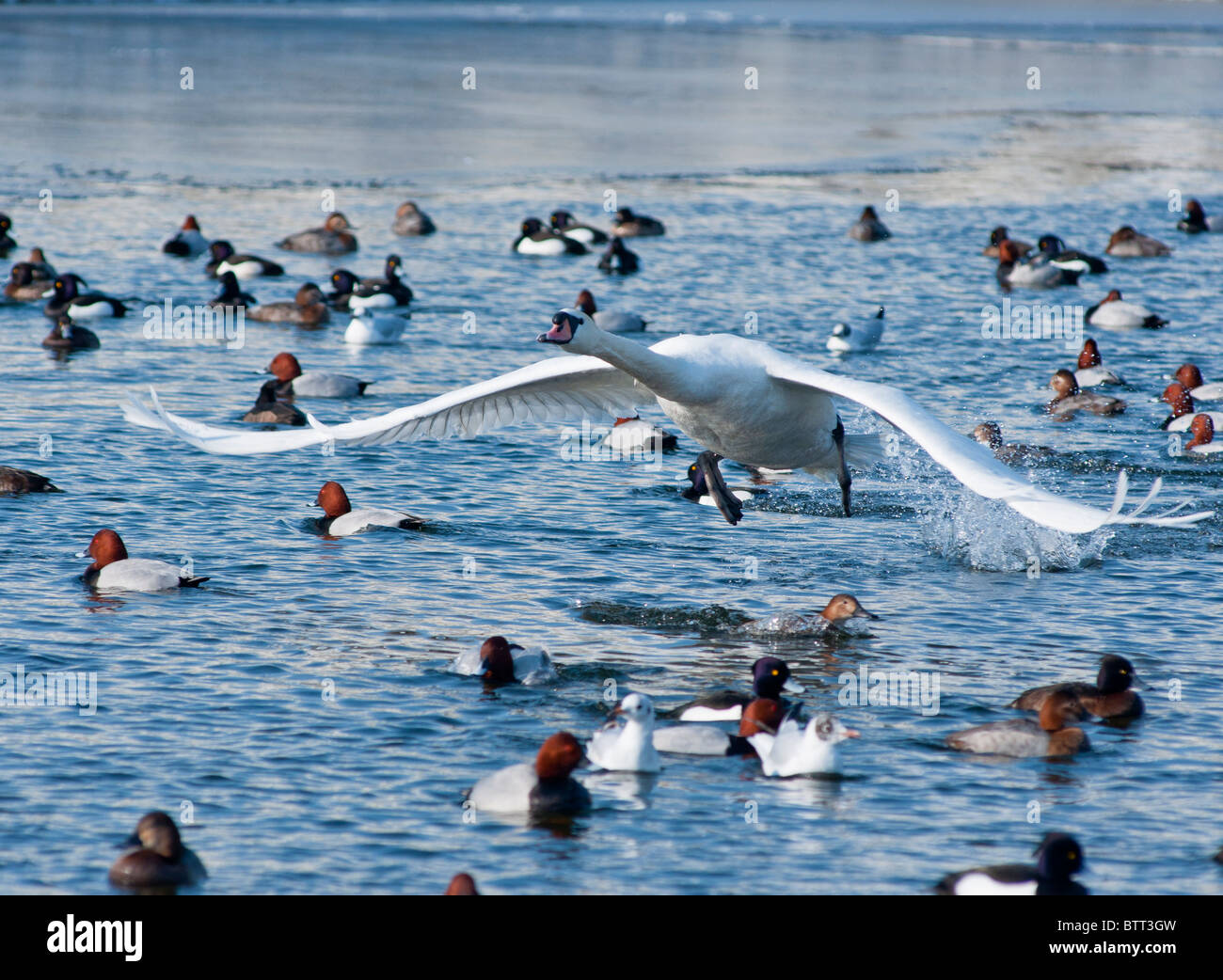 Mute Swan taking off in lake as smaller birds scary out of the way ...